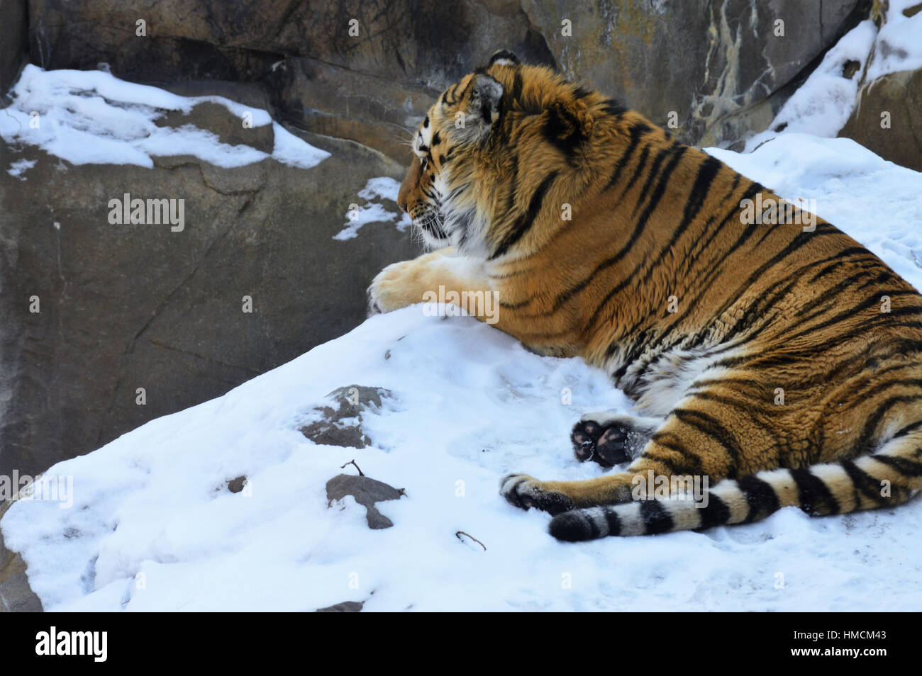 White tiger laying down hi-res stock photography and images - Alamy