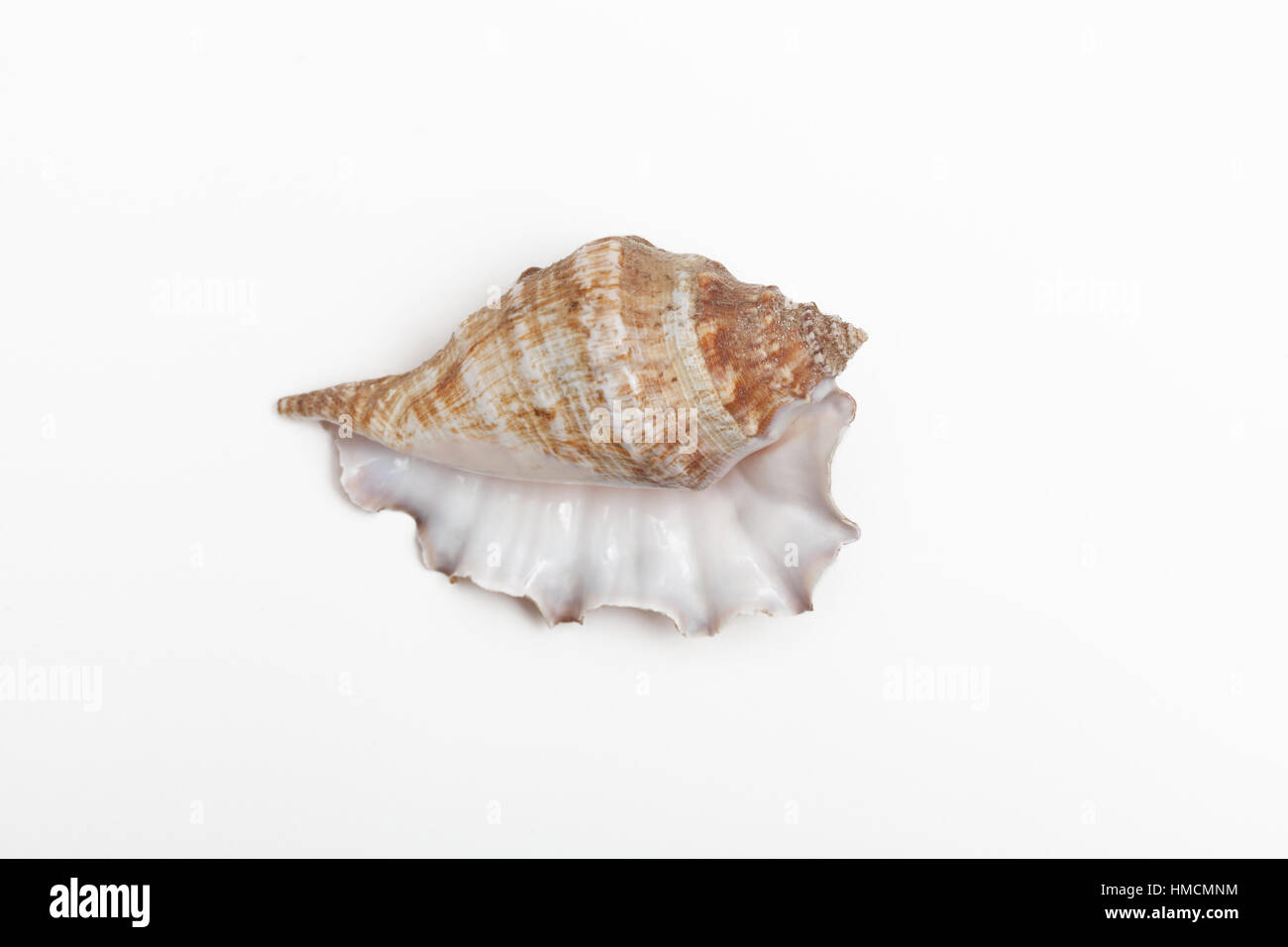 A type of sea snail called a conch Stock Photo - Alamy