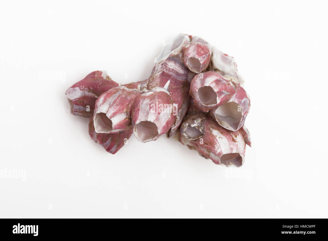 Barnacles hi-res stock photography and images - Alamy