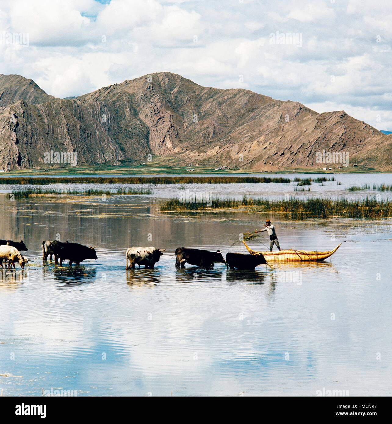 Indian in a balsa wood boat throwing marsh grasses to cattle grazing in ...