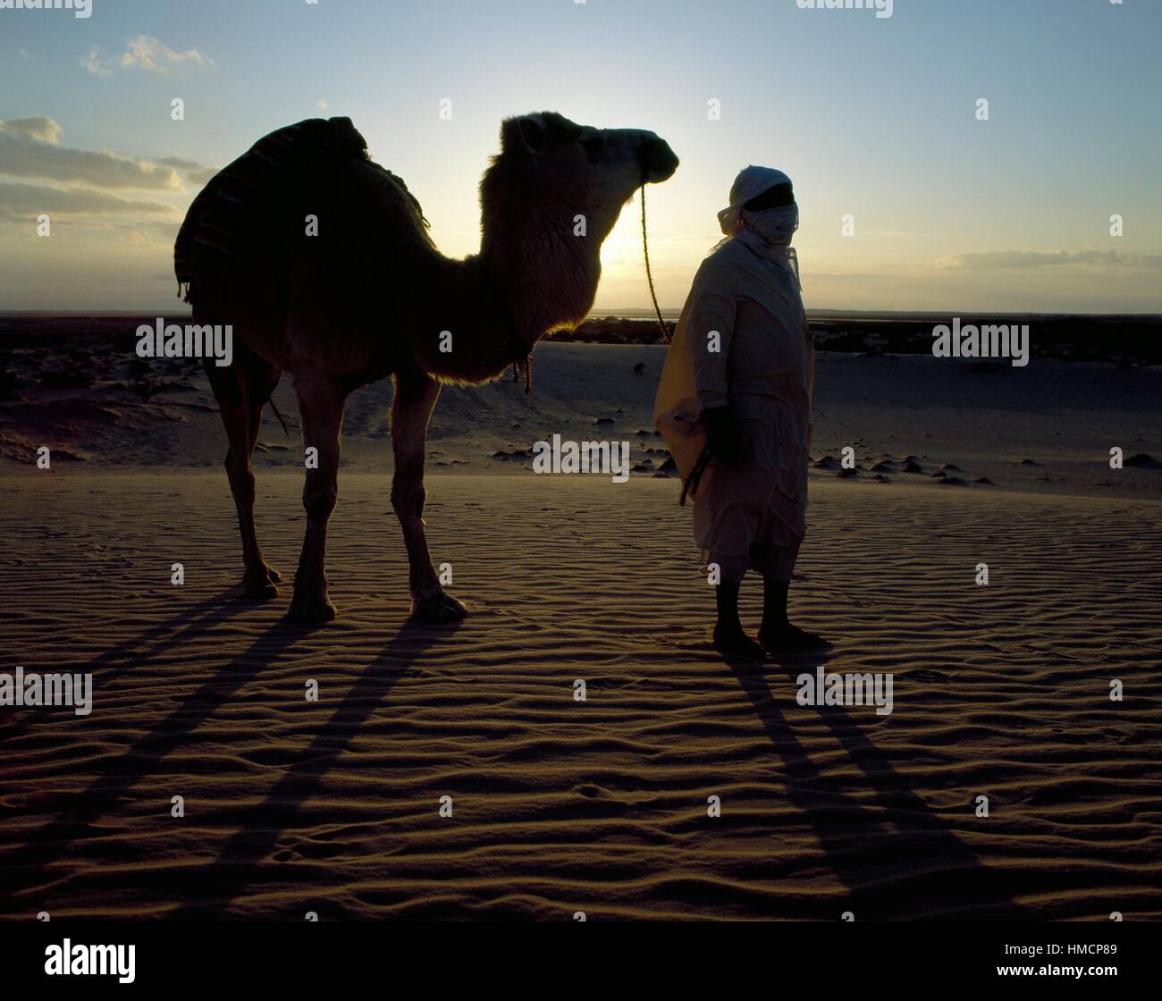 Bedouin leading a camel in the desert at sunset, Tunisia Stock Photo ...