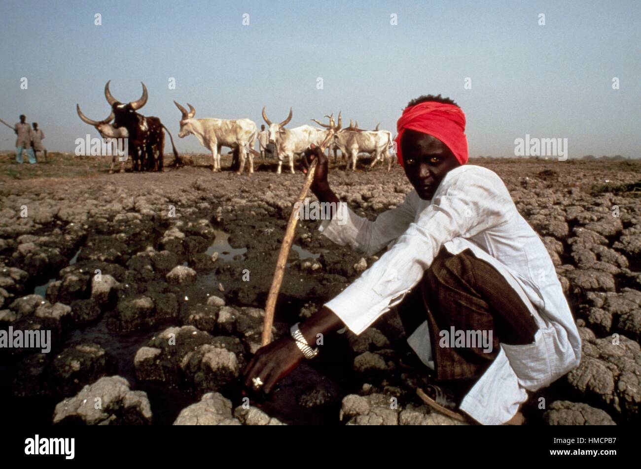 Kuri cattle hi-res stock photography and images - Alamy