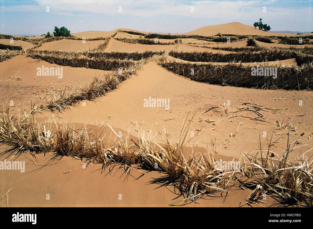 Date palm branches to step sand tide around an oasis, Sahara desert ...
