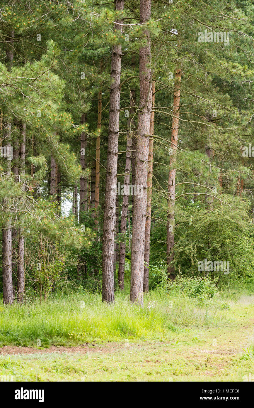 A group of trees in a pine forest in the UK Stock Photo - Alamy
