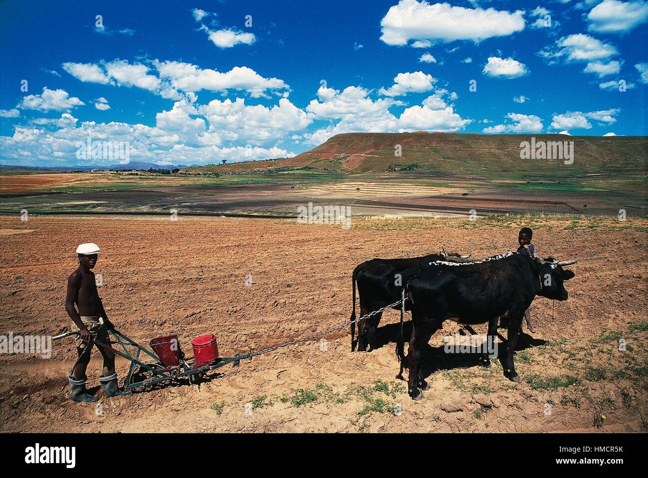Ox drawn plow hi-res stock photography and images - Alamy