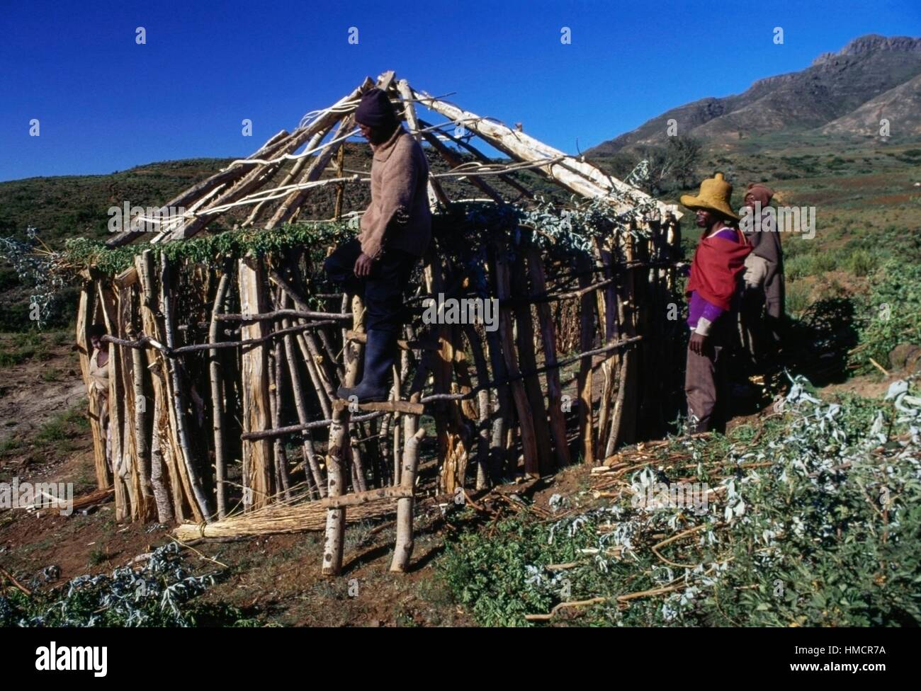 Construction of a rondavel, traditional round houses with thatched ...