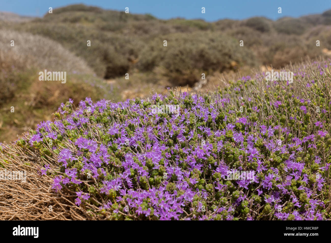 wild plants in Malta Stock Photo - Alamy