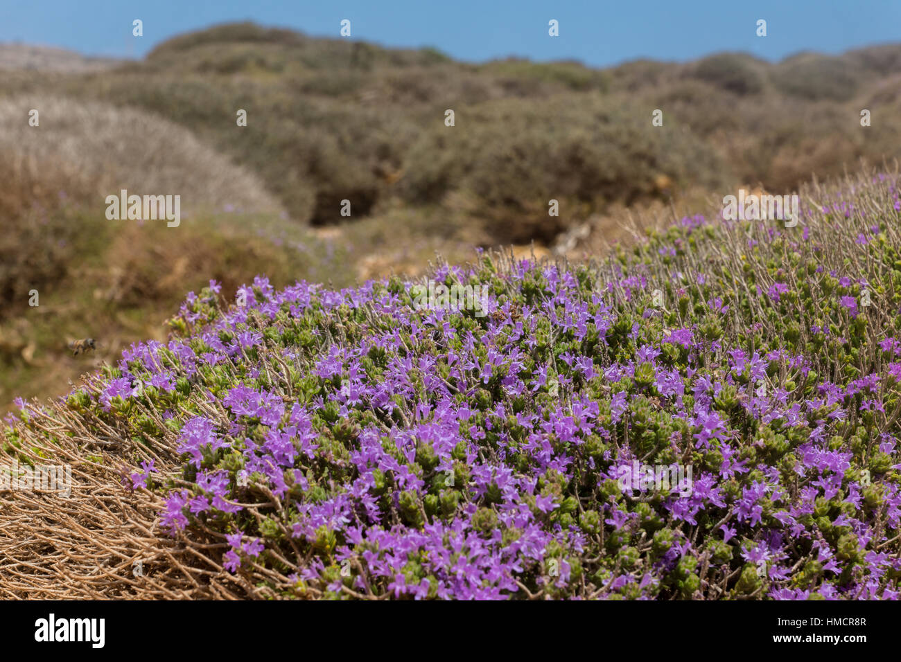 wild plants in Malta Stock Photo - Alamy