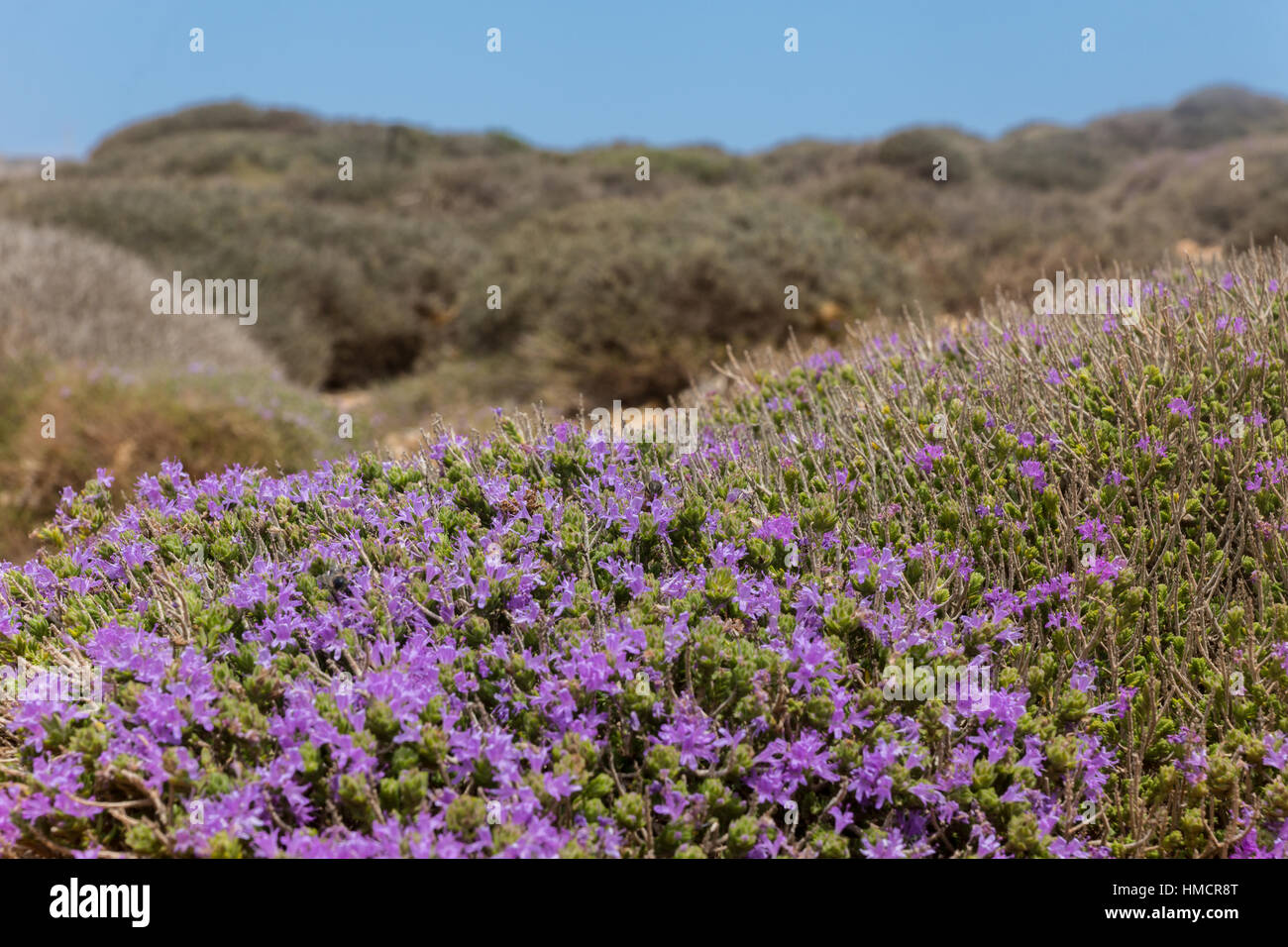 wild plants in Malta Stock Photo - Alamy