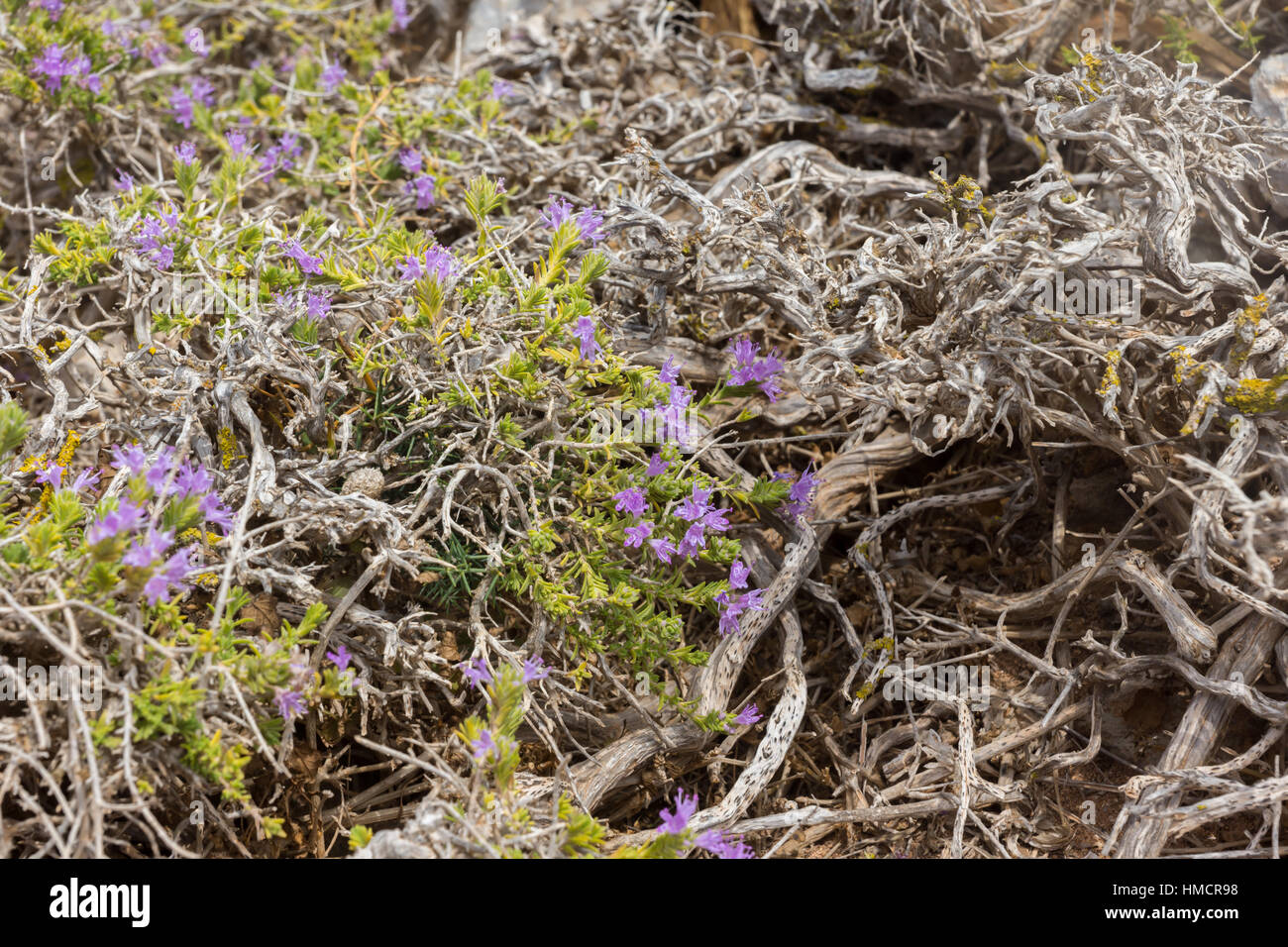 wild plants in Malta Stock Photo - Alamy