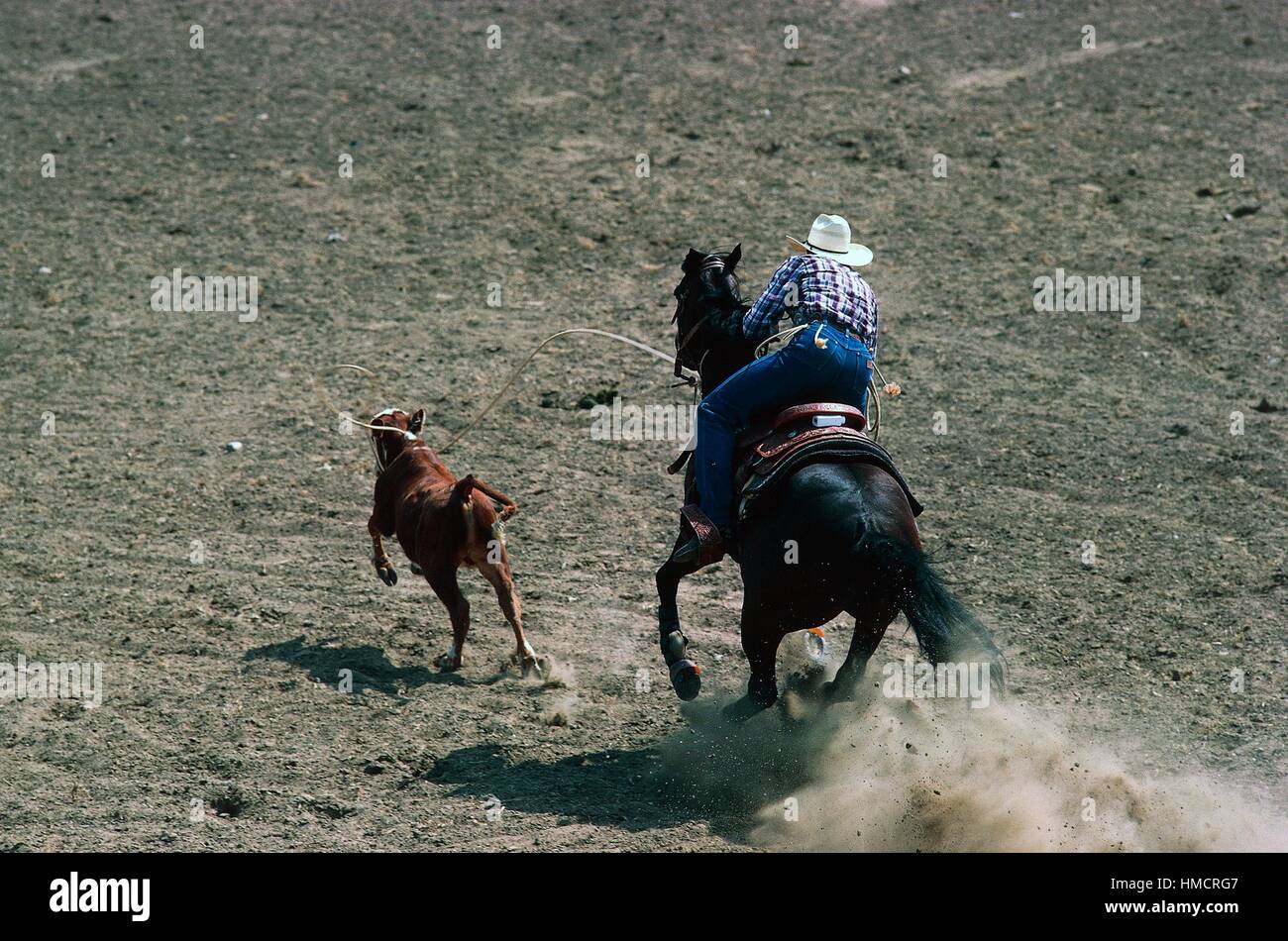 Cowboy riding a horse during a rodeo, Texas, United States of America ...