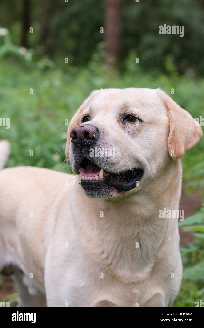 A yellow labrador looking alert during a walk Stock Photo - Alamy