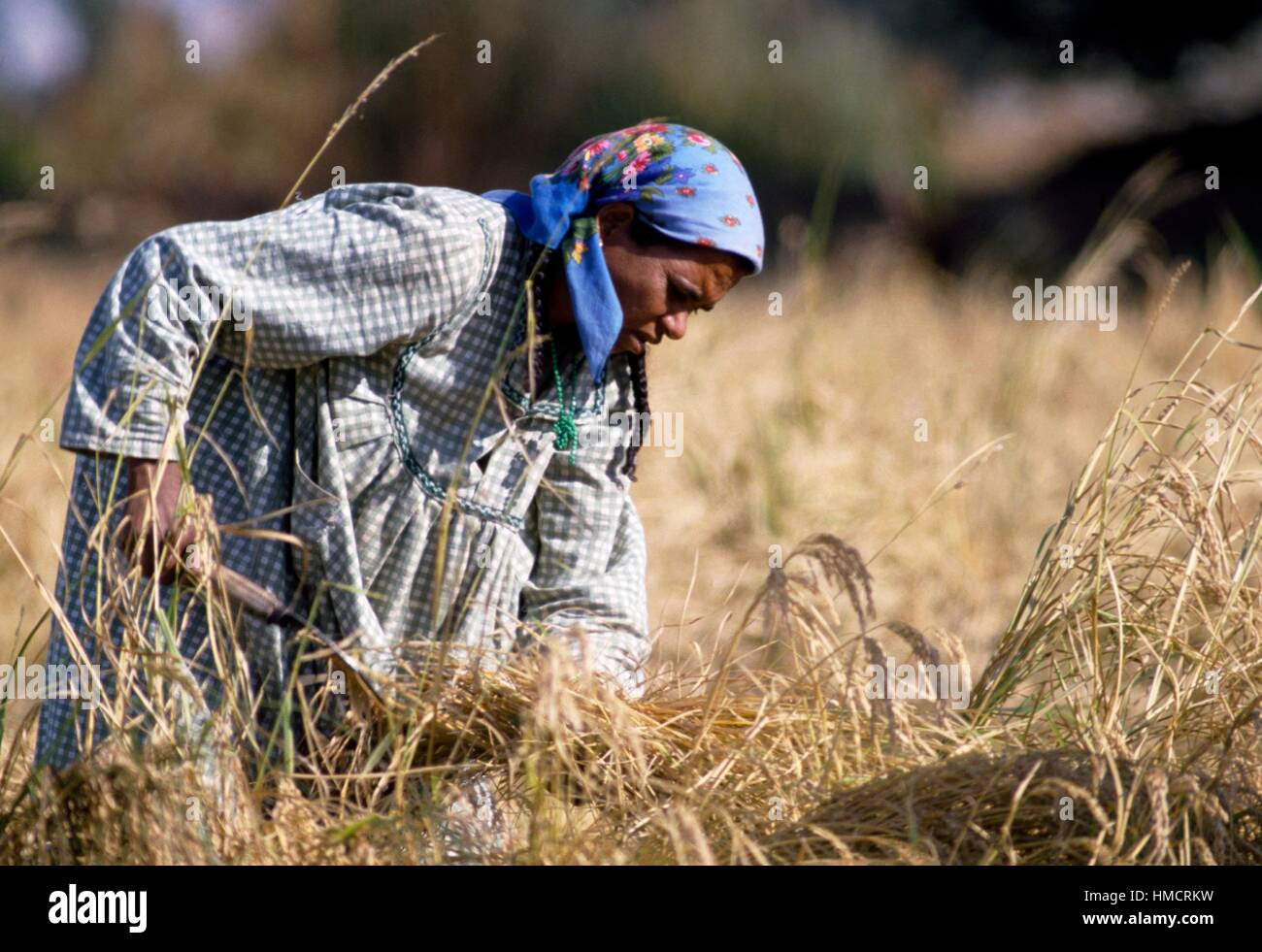 Woman reaping rice, Dakhla oasis, Western Sahara, Egypt Stock Photo - Alamy