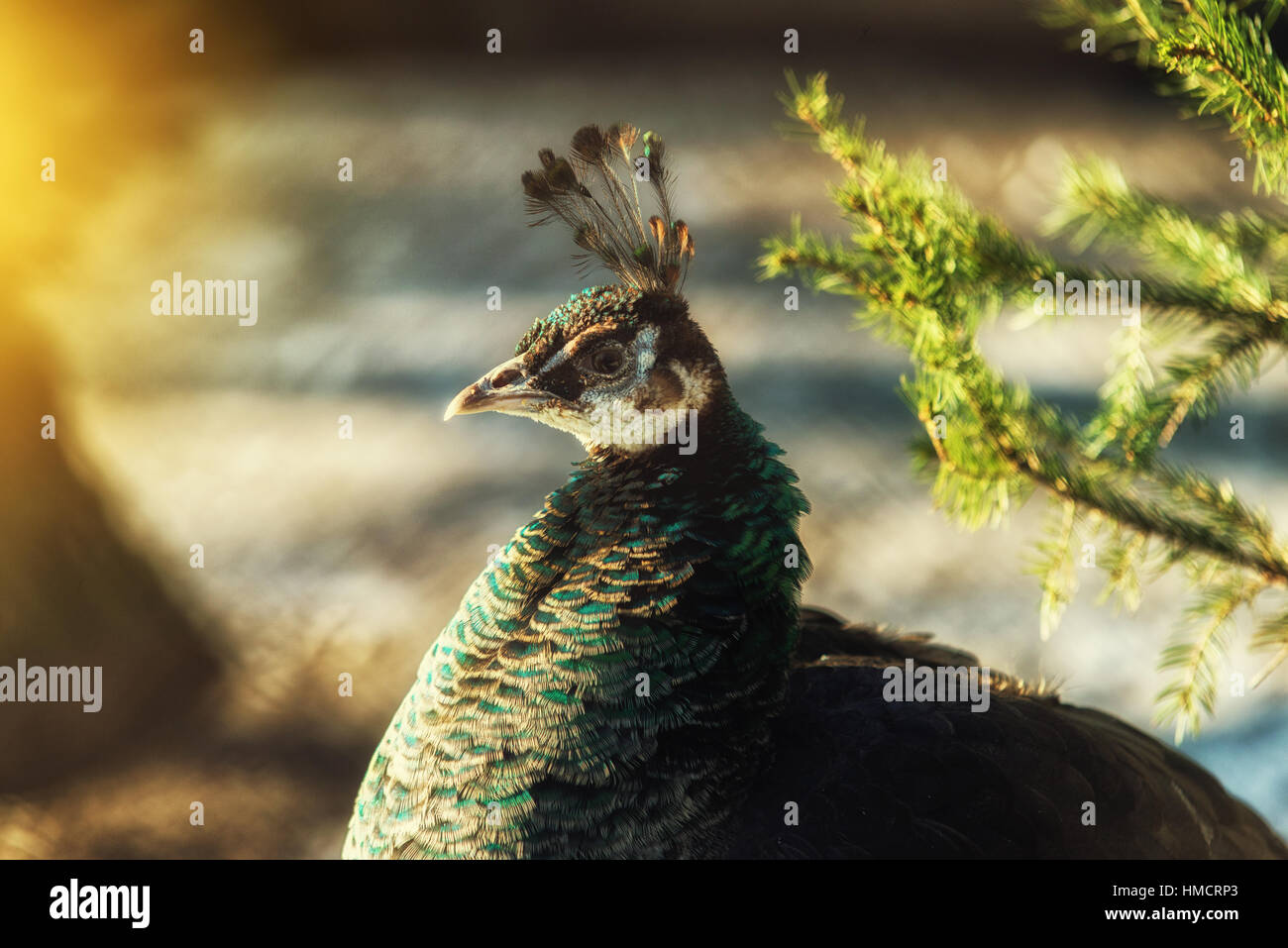 close up on female peacock on natural background Stock Photo - Alamy