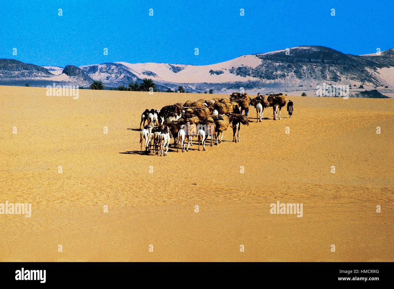 Niger Fachi People In Desert High Resolution Stock Photography and ...