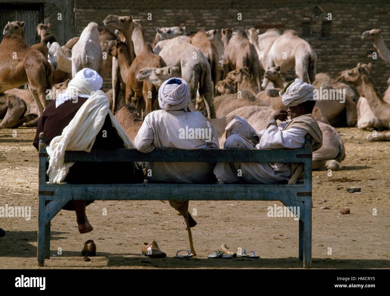 Men at the camel market in the Imbaba district, Cairo, Egypt Stock ...