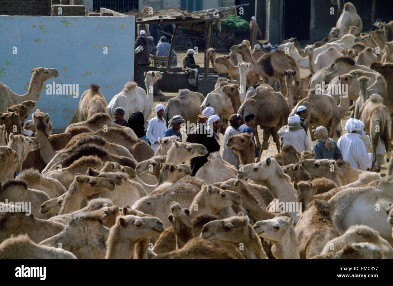 Imbaba District High Resolution Stock Photography and Images - Alamy