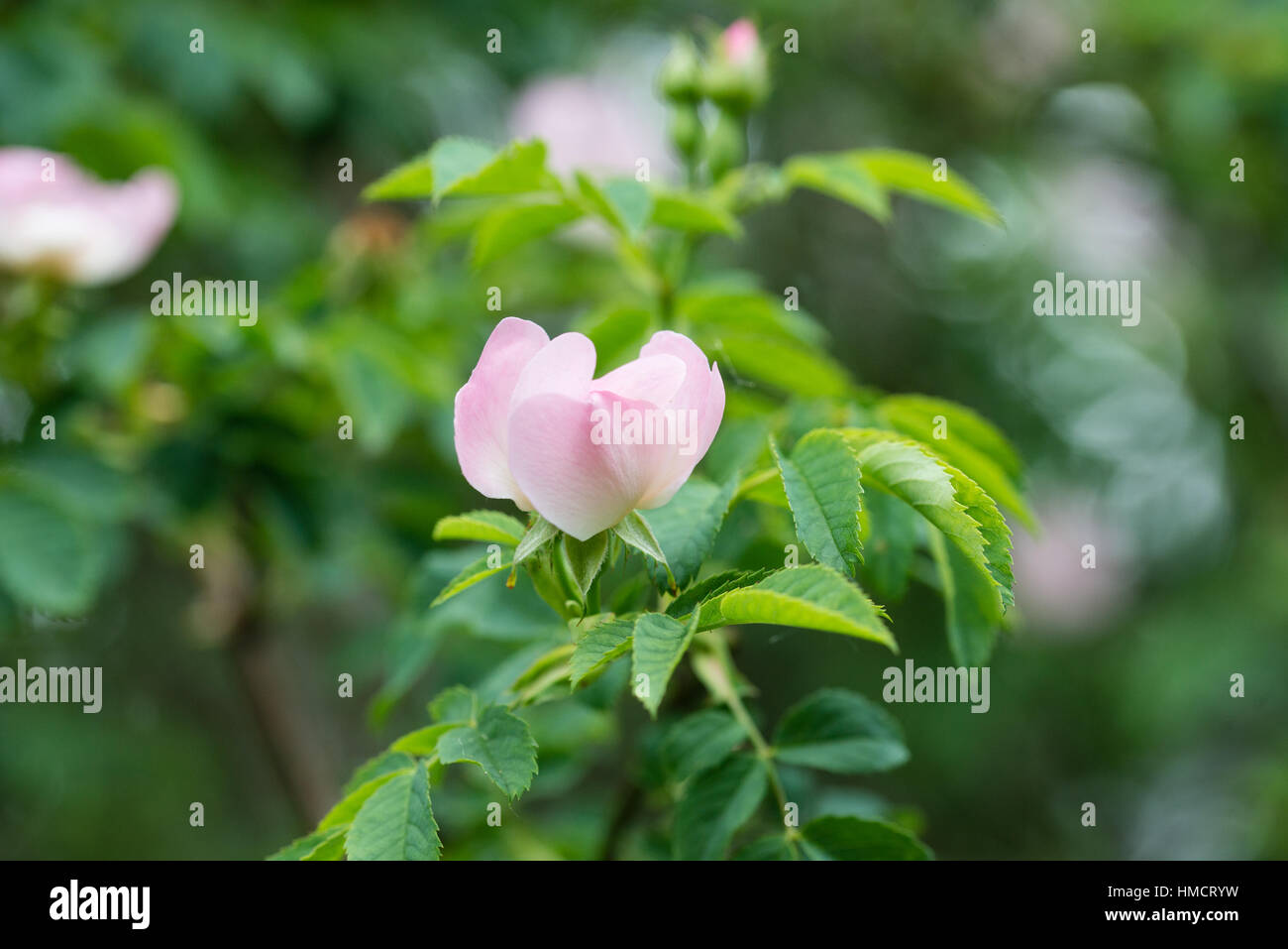 Rosa canina, commonly known as the dog-rose on a bush in woodland, UK ...