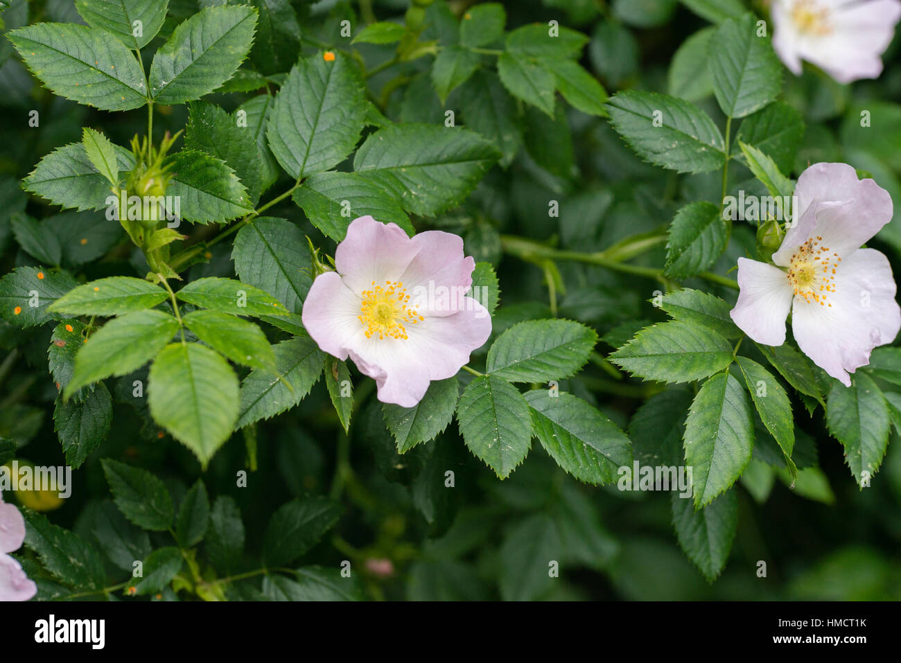 Rosa canina, commonly known as the dog-rose on a bush in woodland, UK ...