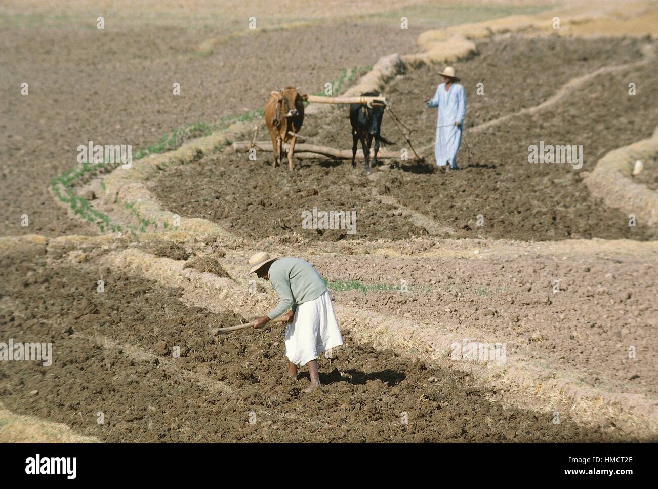 Farmers cattle drawn plow hi-res stock photography and images - Alamy