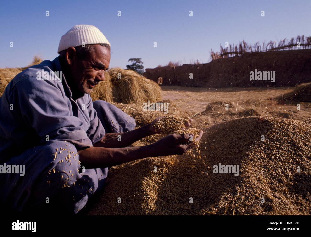 Man sifting rice after harvesting, Dakhla oasis, Western Sahara, Egypt ...