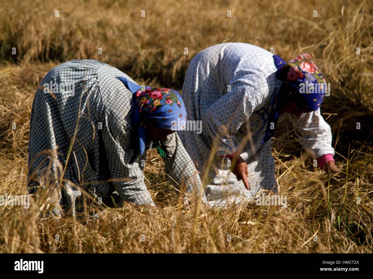 Women busy harvesting rice, Dakhla oasis, Western Sahara, Egypt Stock ...
