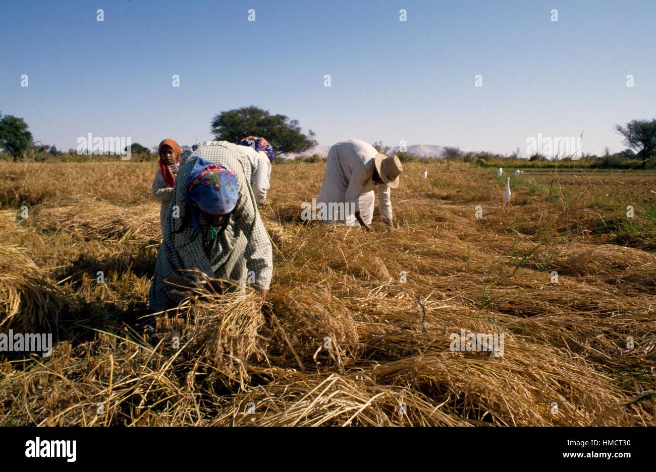 Farmers busy harvesting rice, Dakhla oasis, Western Sahara, Egypt Stock ...