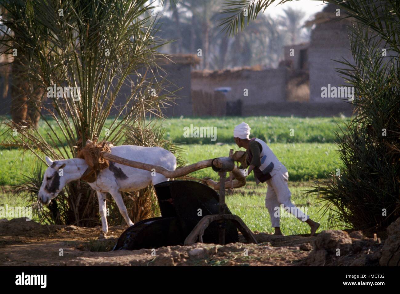 A man using a mule to operate a well with a water wheel, Nile Valley ...