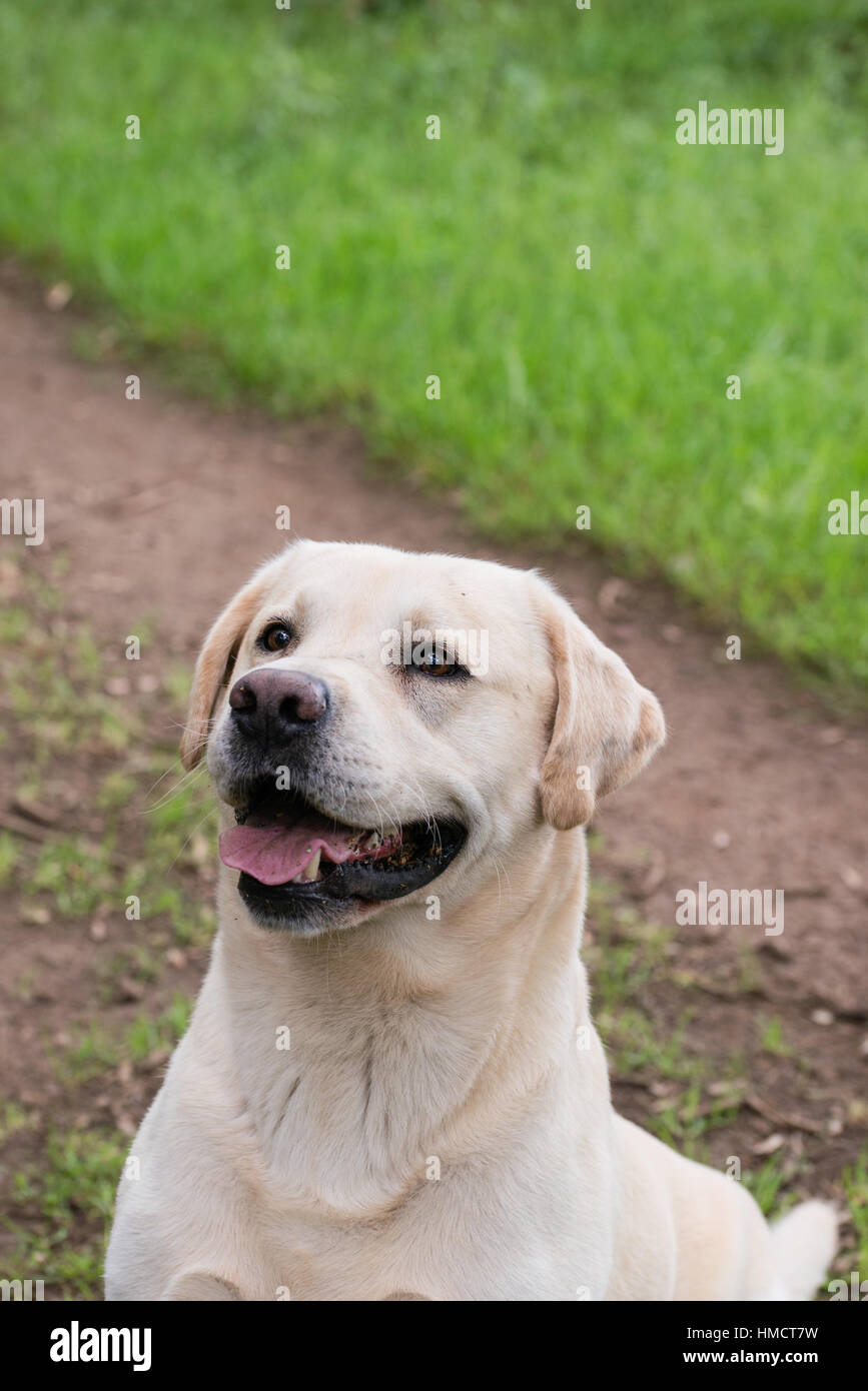 A yellow labrador looking alert during a walk Stock Photo - Alamy