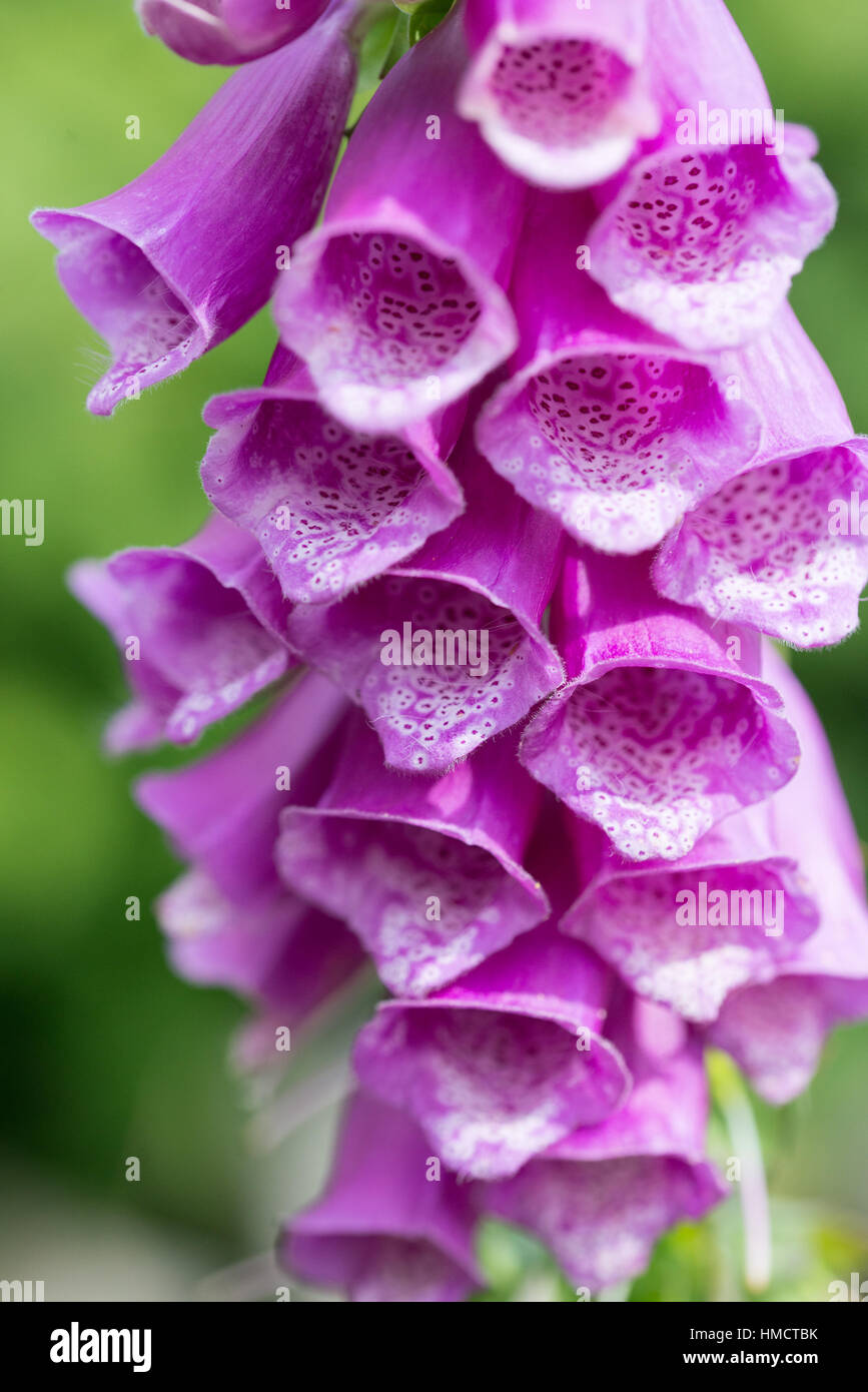 purple foxglove (digitalis purpurea) with flowers in full bloom in ...