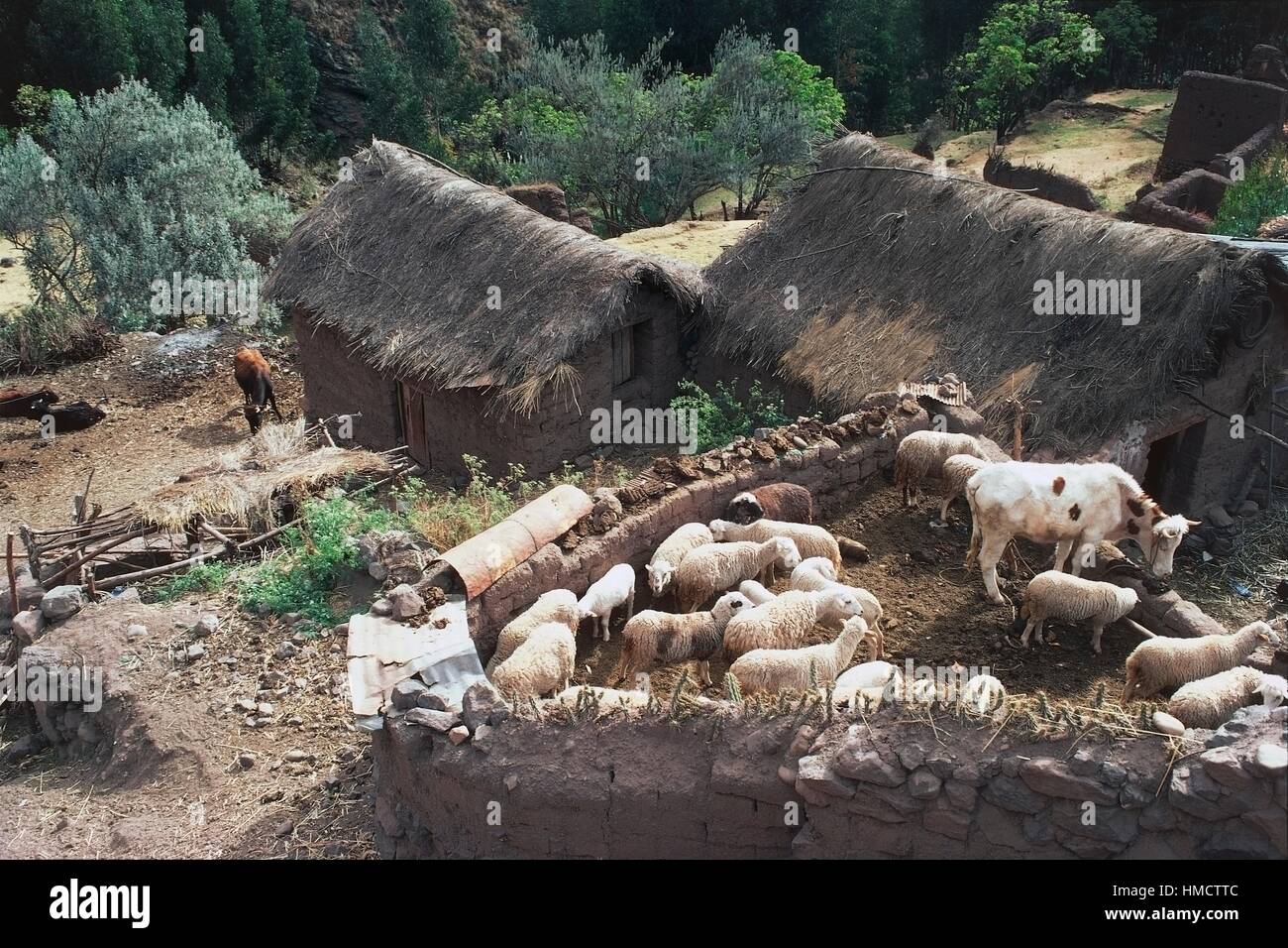 Thatched huts with cattle and sheep near them, Sacred Valley of the ...