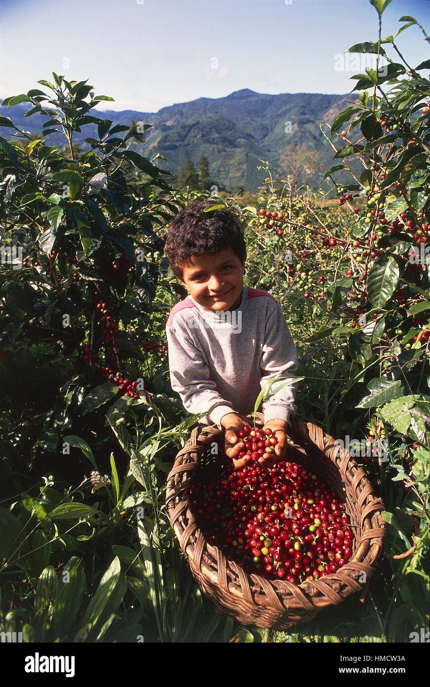 Child showing handfuls coffee beans hi-res stock photography and images ...
