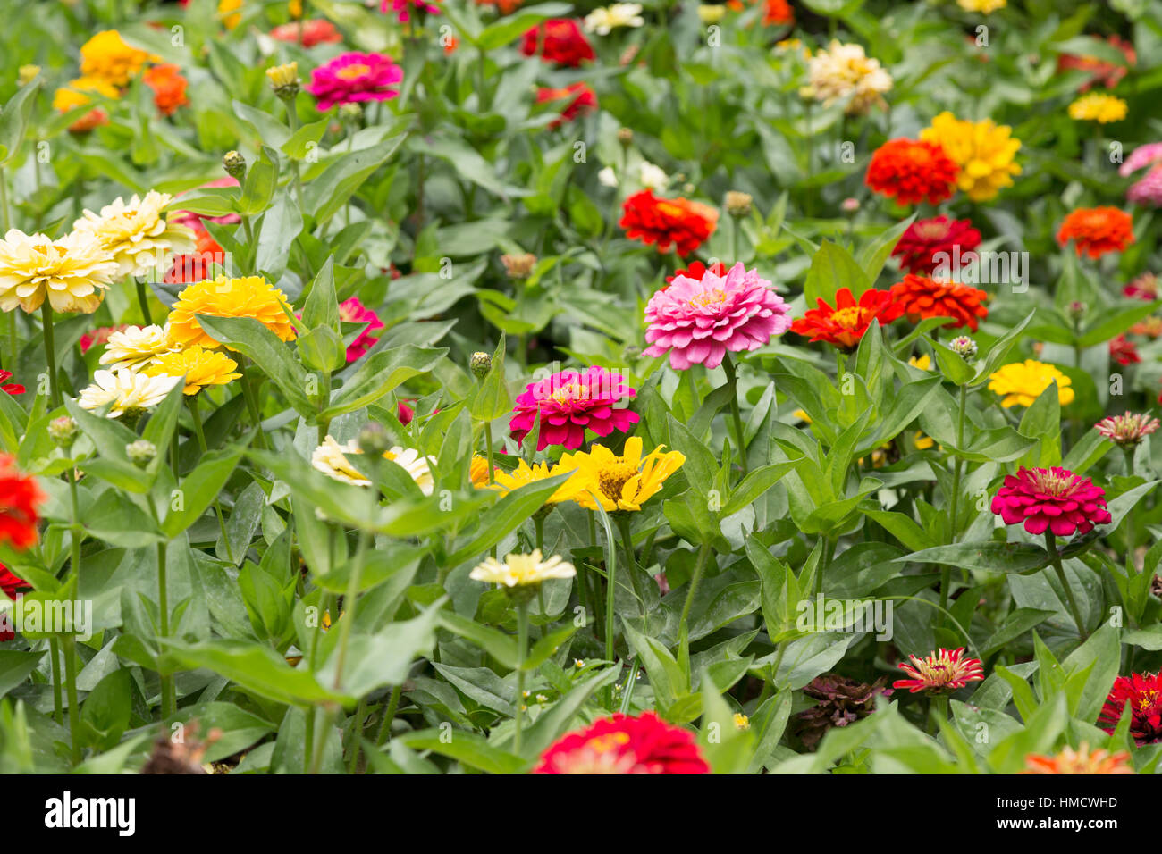 Young zinnia plants hi-res stock photography and images - Alamy
