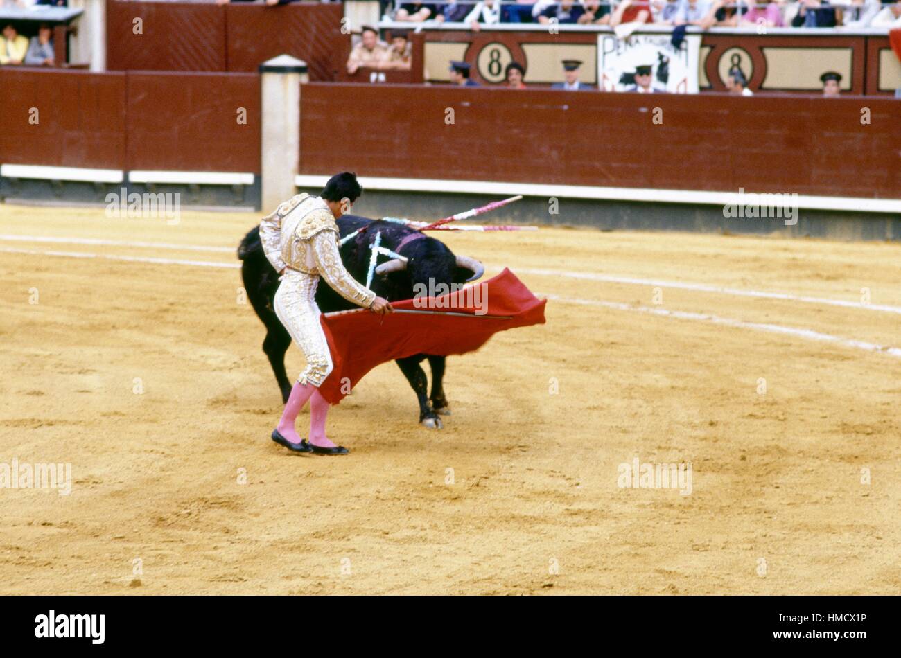 Bullfighter in action during a bullfight using the muleta (cape with ...