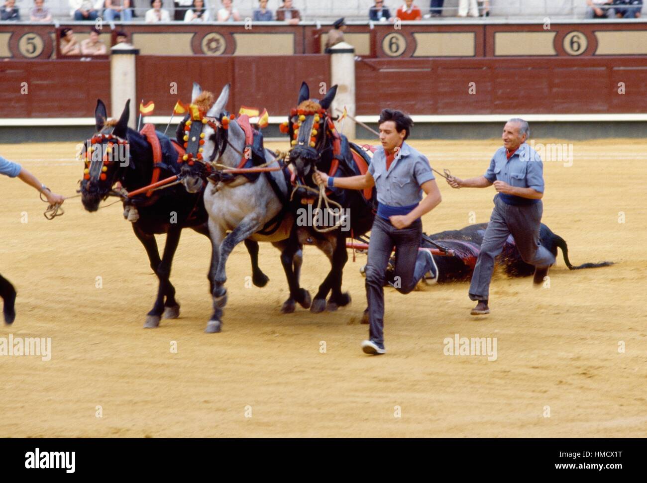 Horses dragging dead bull out arena hi-res stock photography and images ...