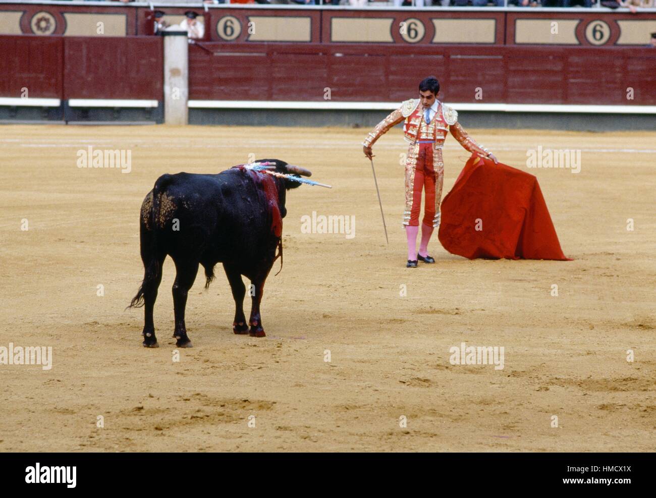 Bullfighter in action during a bullfight using the muleta (cape with ...