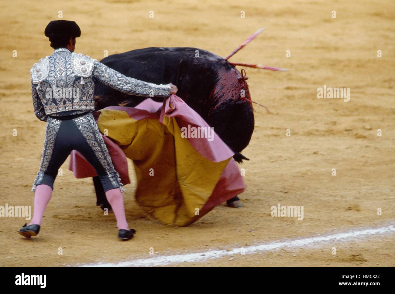 Bullfighter in action during a bullfight using the muleta (cape with ...