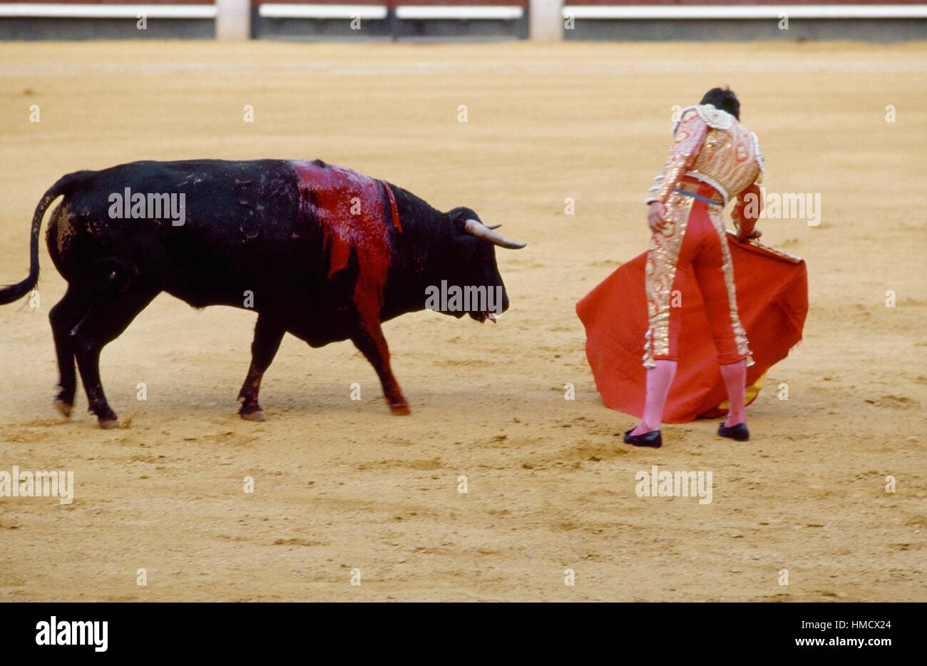 Bullfighter in action during a bullfight using the muleta (cape with ...