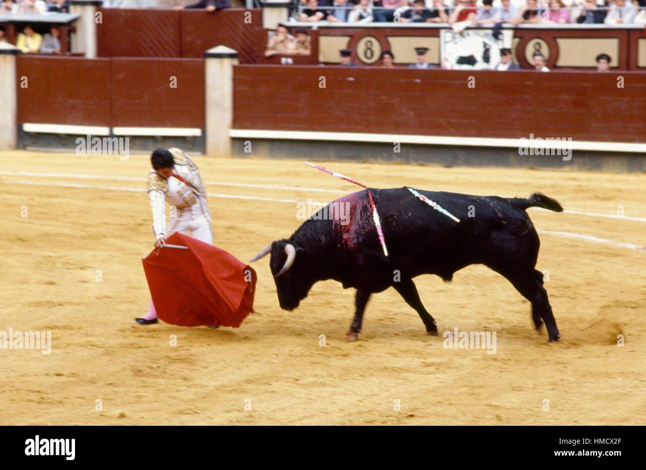 Bullfighter and bull in action, bullfighting scene, Madrid, Spain Stock ...