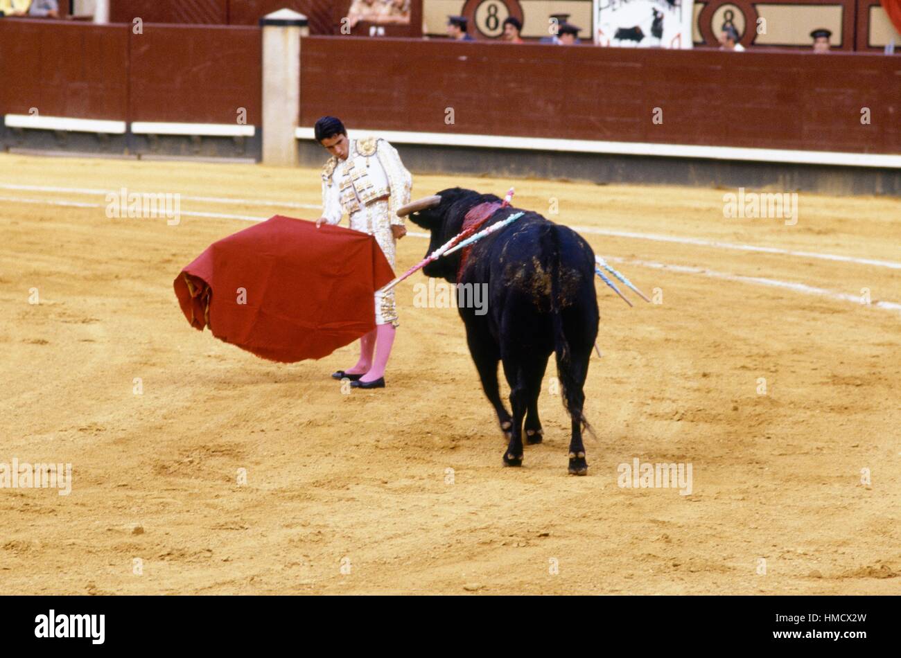 Bullfighter with muleta (cape with stick) in front of a bull stuck with ...