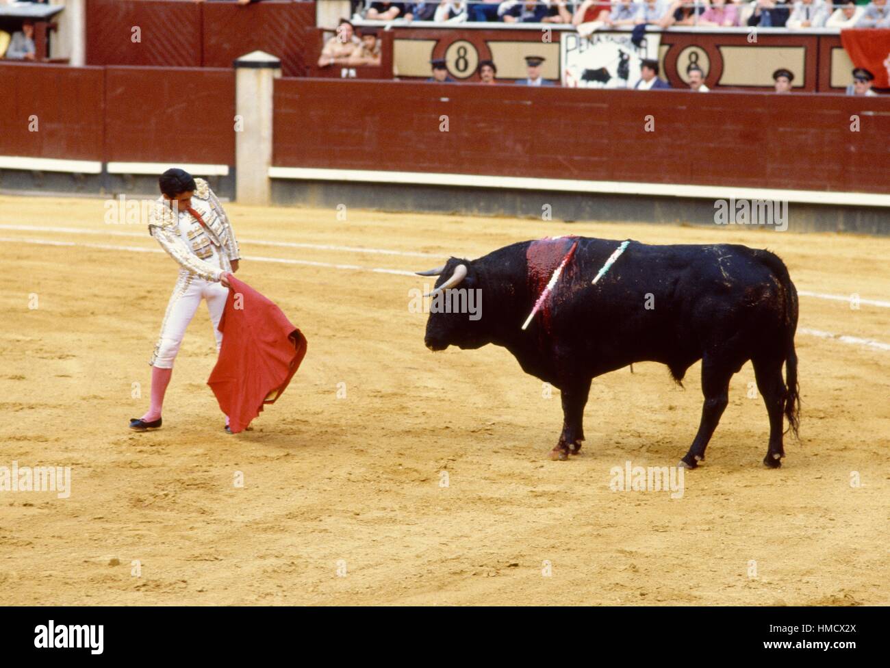 Bullfighter in action using the muleta (cape with stick), bullfighting ...