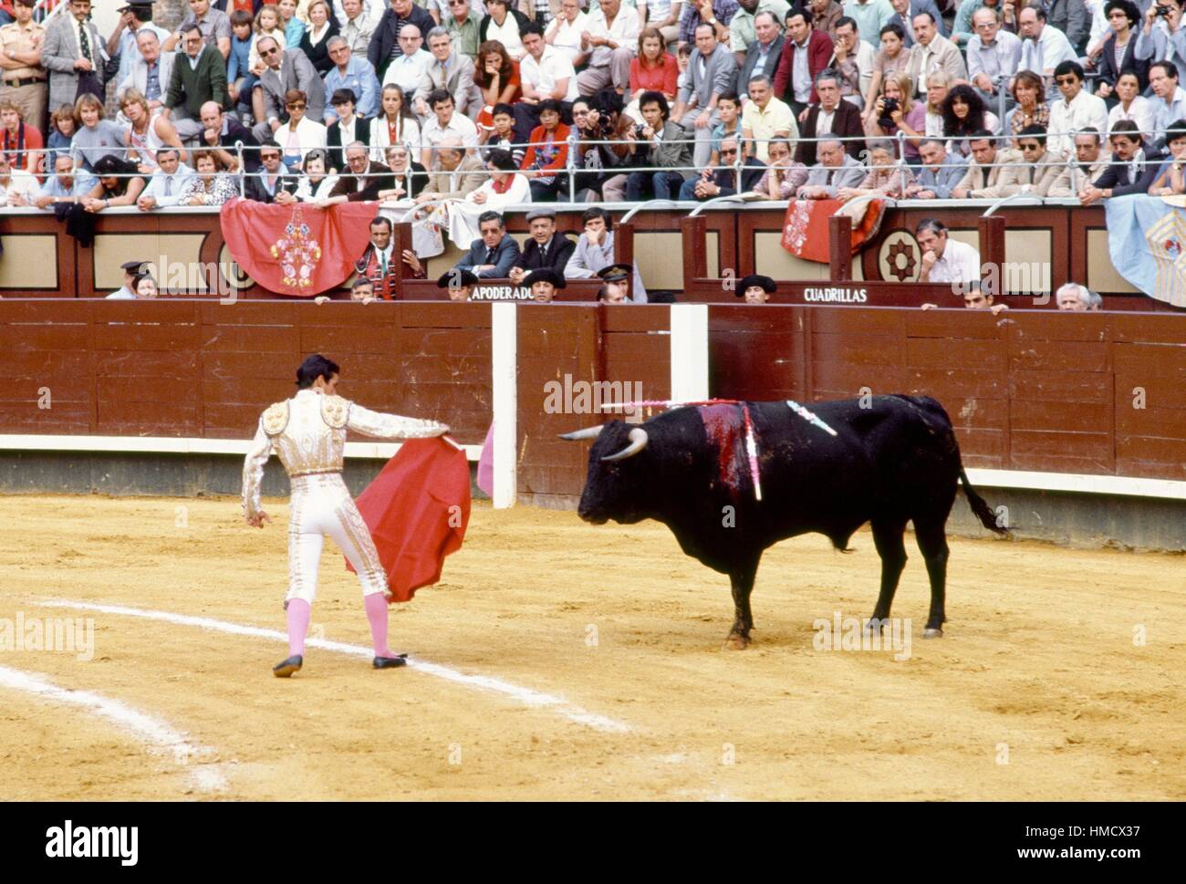 Bullfighter in action using the muleta (cape with stick), bullfighting ...