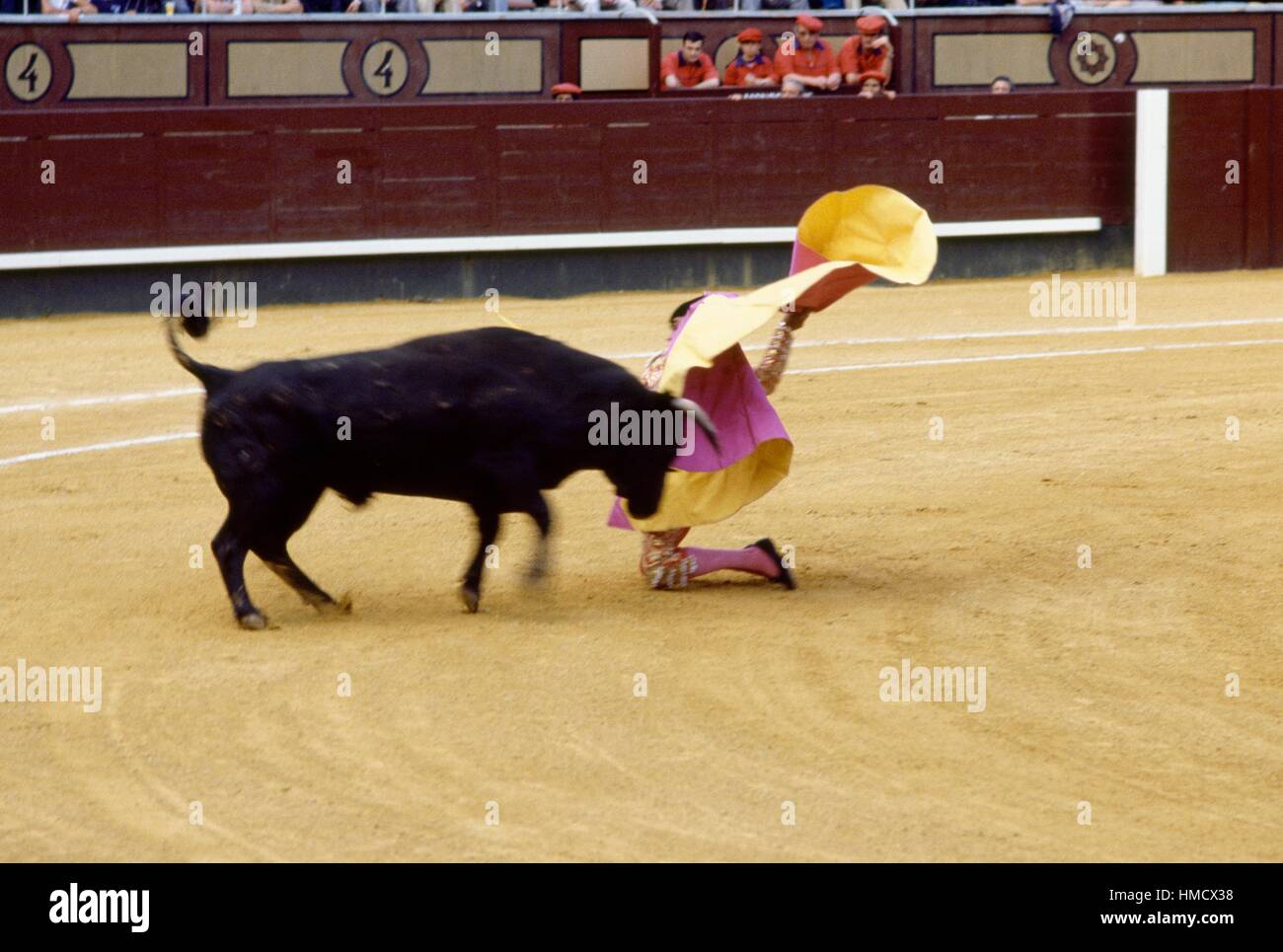Bullfighter in action using the muleta (cape with stick), bullfighting ...