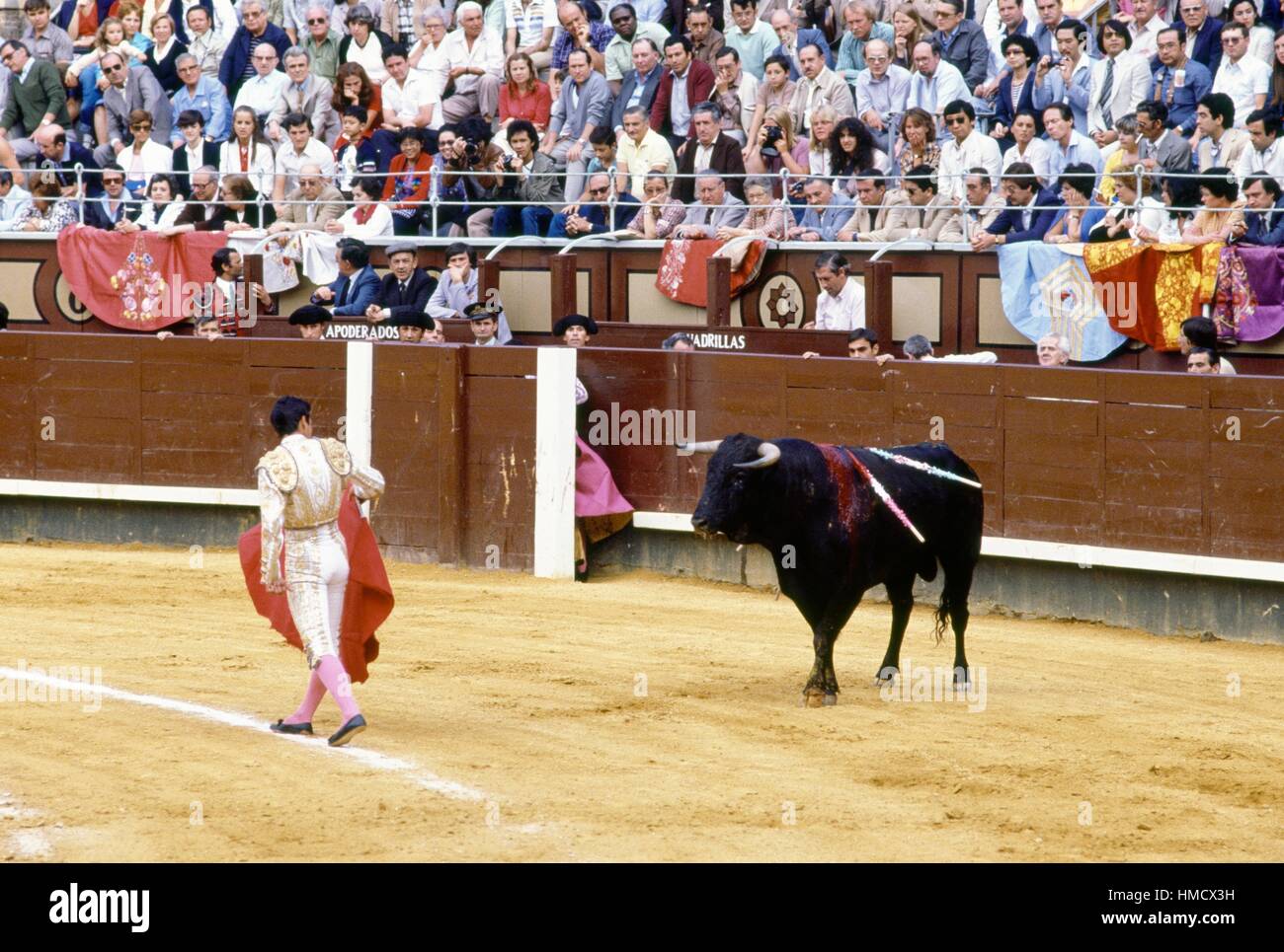 Bullfighter in action using the muleta (cape with stick), bullfighting ...