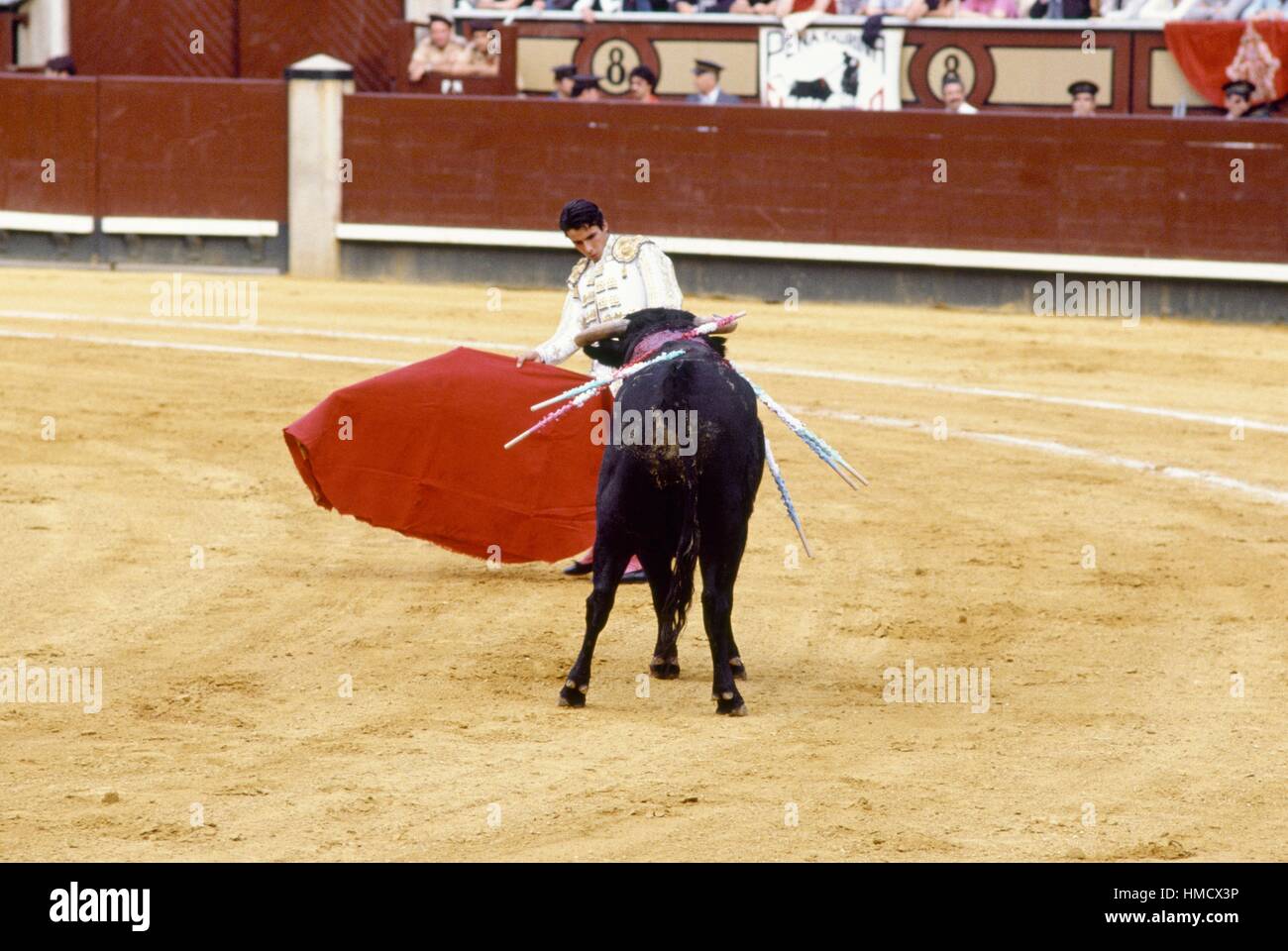 Bullfighter in action using the muleta (cape with stick), bullfighting ...