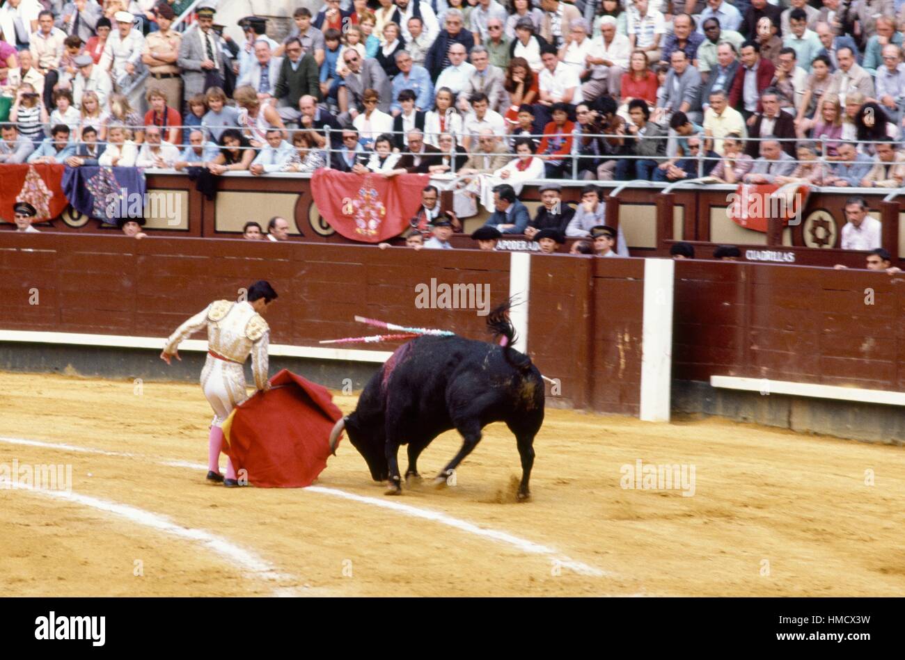 Bullfighter in action using the muleta (cape with stick), bullfighting ...