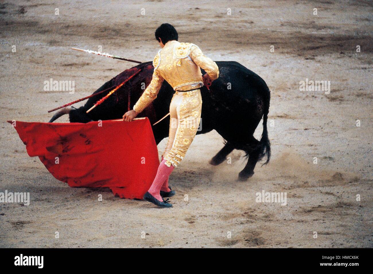 Bullfighter in action during a bullfight using the muleta (cape with ...