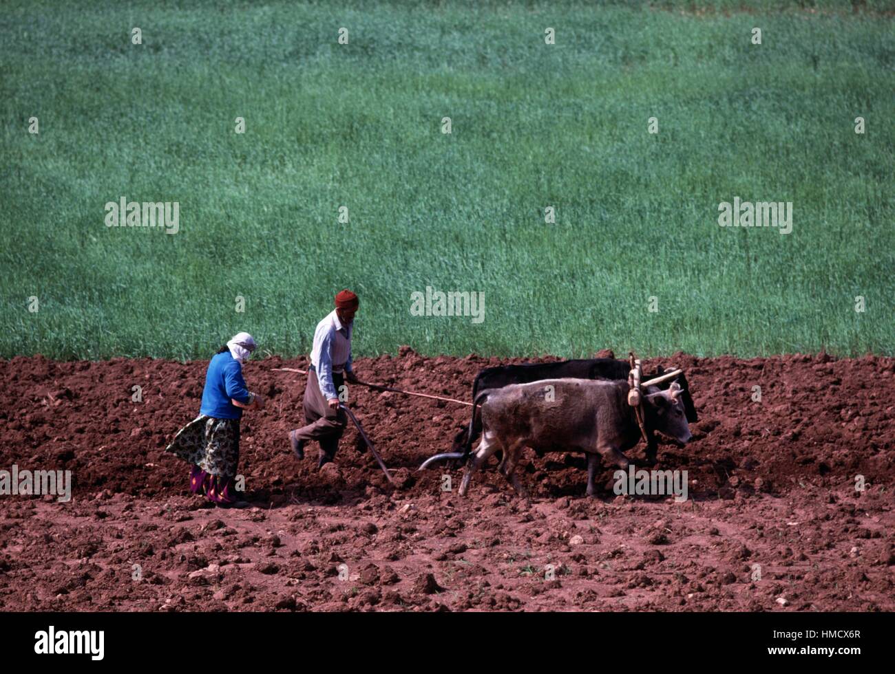 Farmers working in the fields with a cattle-drawn plow, Nemrut Dagi ...