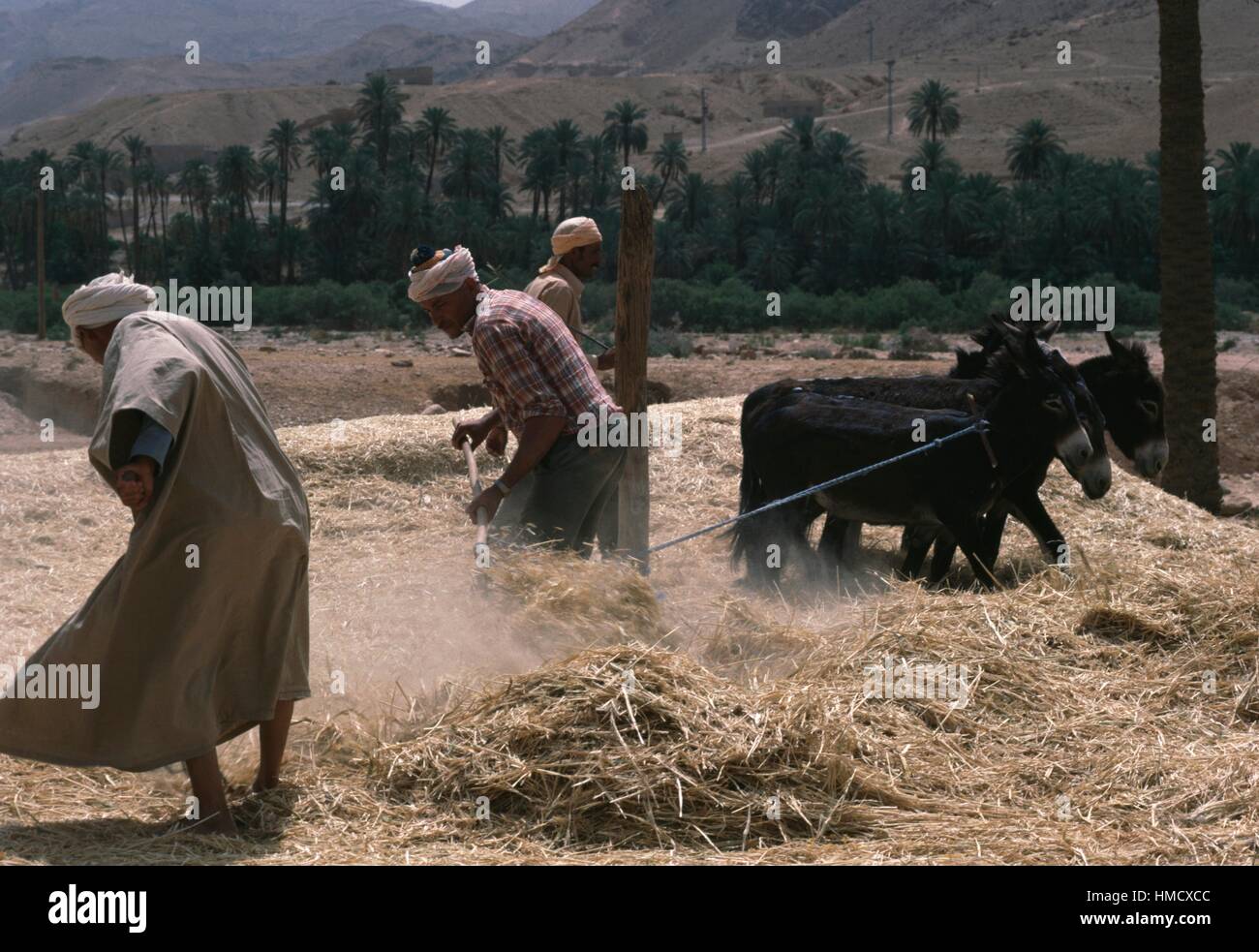 Donkey algeria hi-res stock photography and images - Alamy