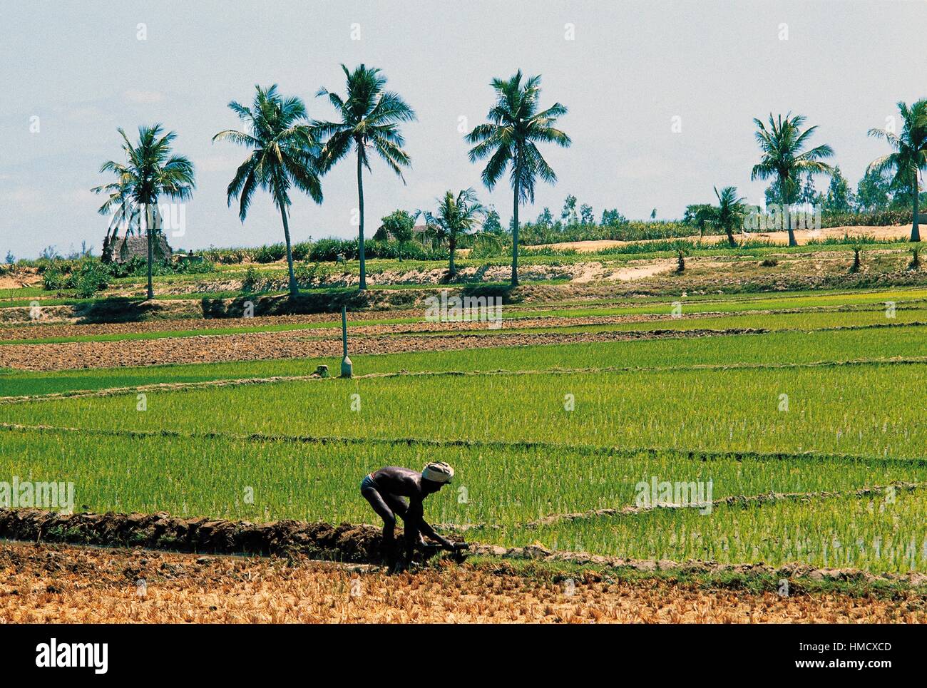 Man working in a rice field south of Chennai, Tamil Nadu, India Stock ...